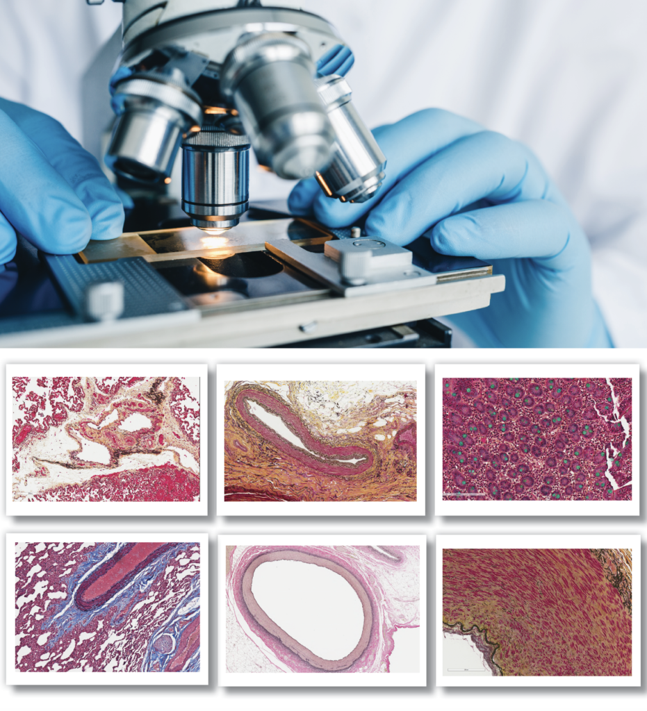 Histomorphometry Studies - VetPath Consultants